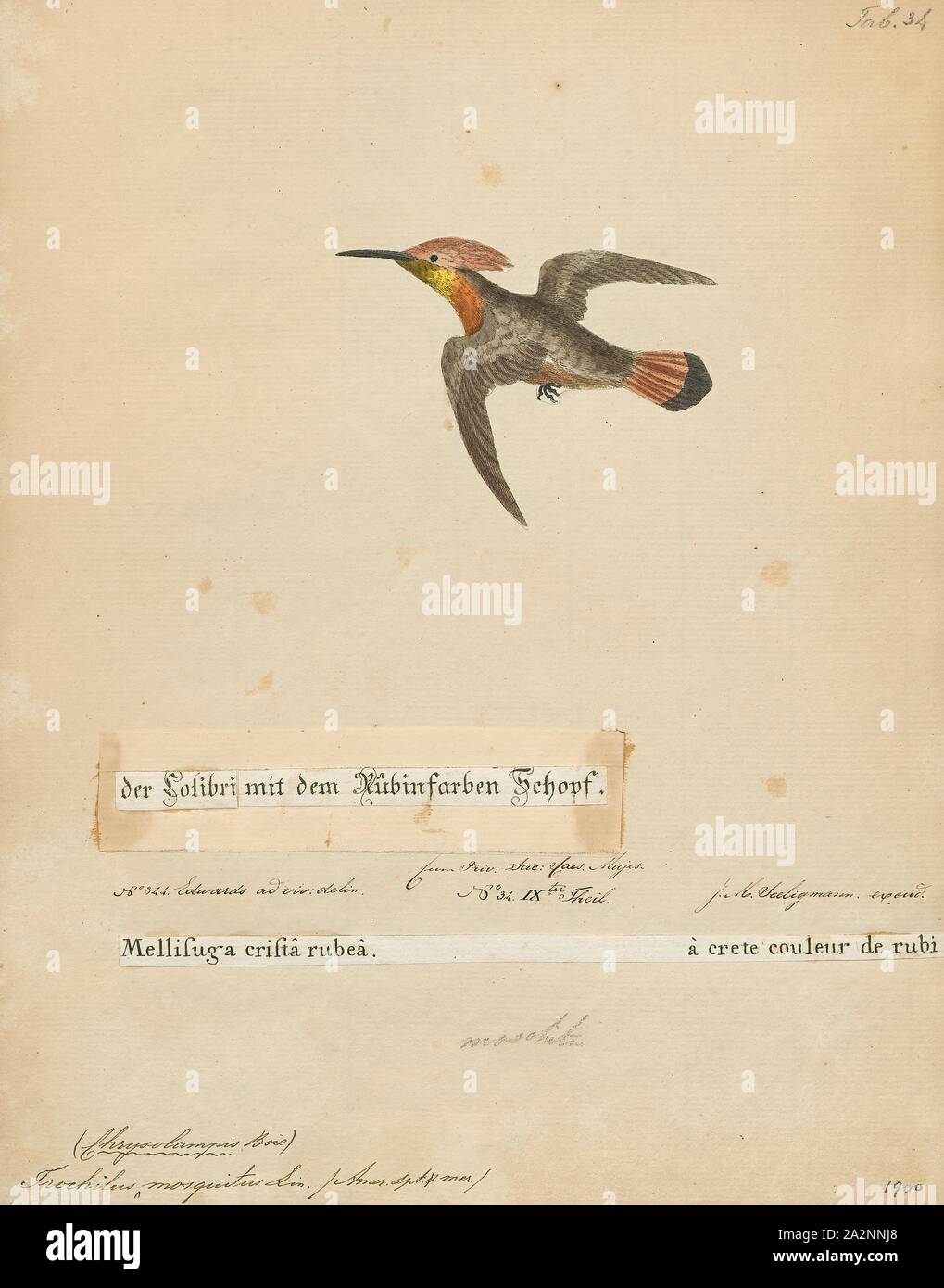 Trochilus mosquitus hi-res stock photography and images - Alamy