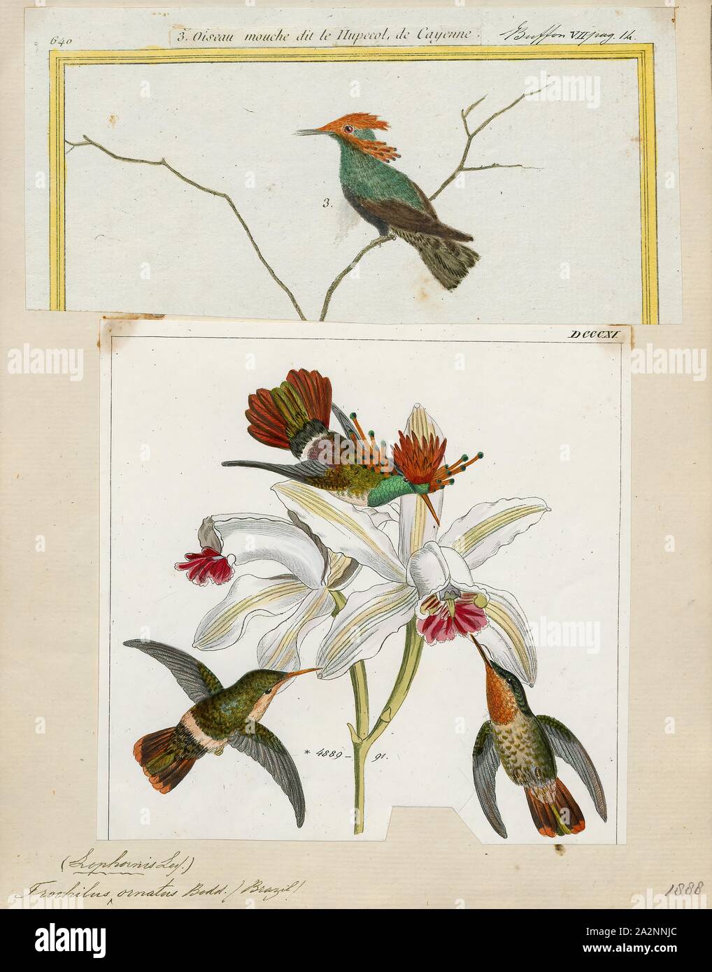 Trochilus ornatus, Print, Streamertail, The streamertails are ...