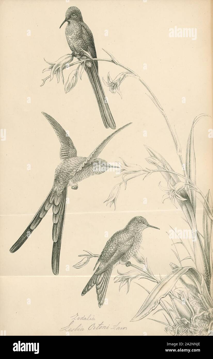 Trochilus ortoni, Print, Streamertail, The streamertails are ...