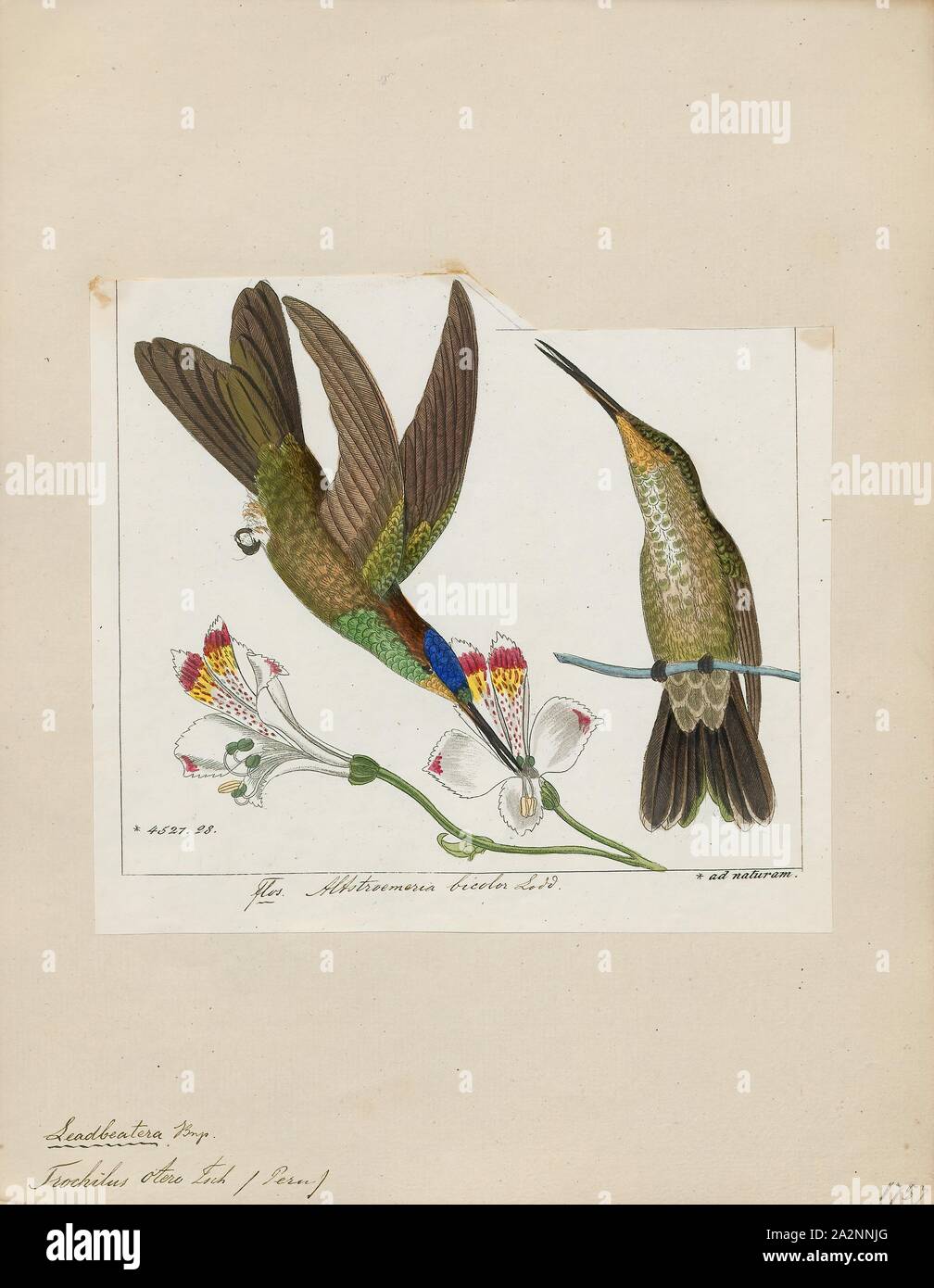 Trochilus otero, Print, Streamertail, The streamertails are ...