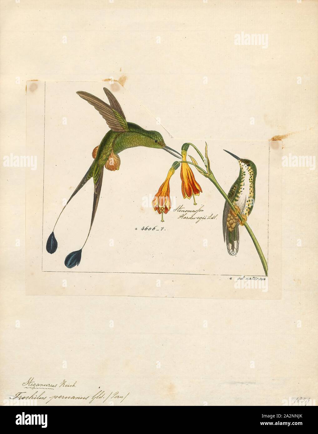 Trochilus peruanus, Print, Streamertail, The streamertails are ...