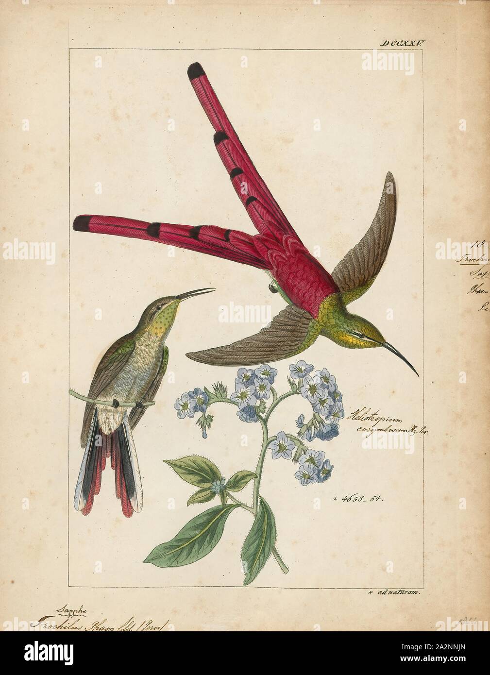 Trochilus phaon, Print, Streamertail, The streamertails are ...