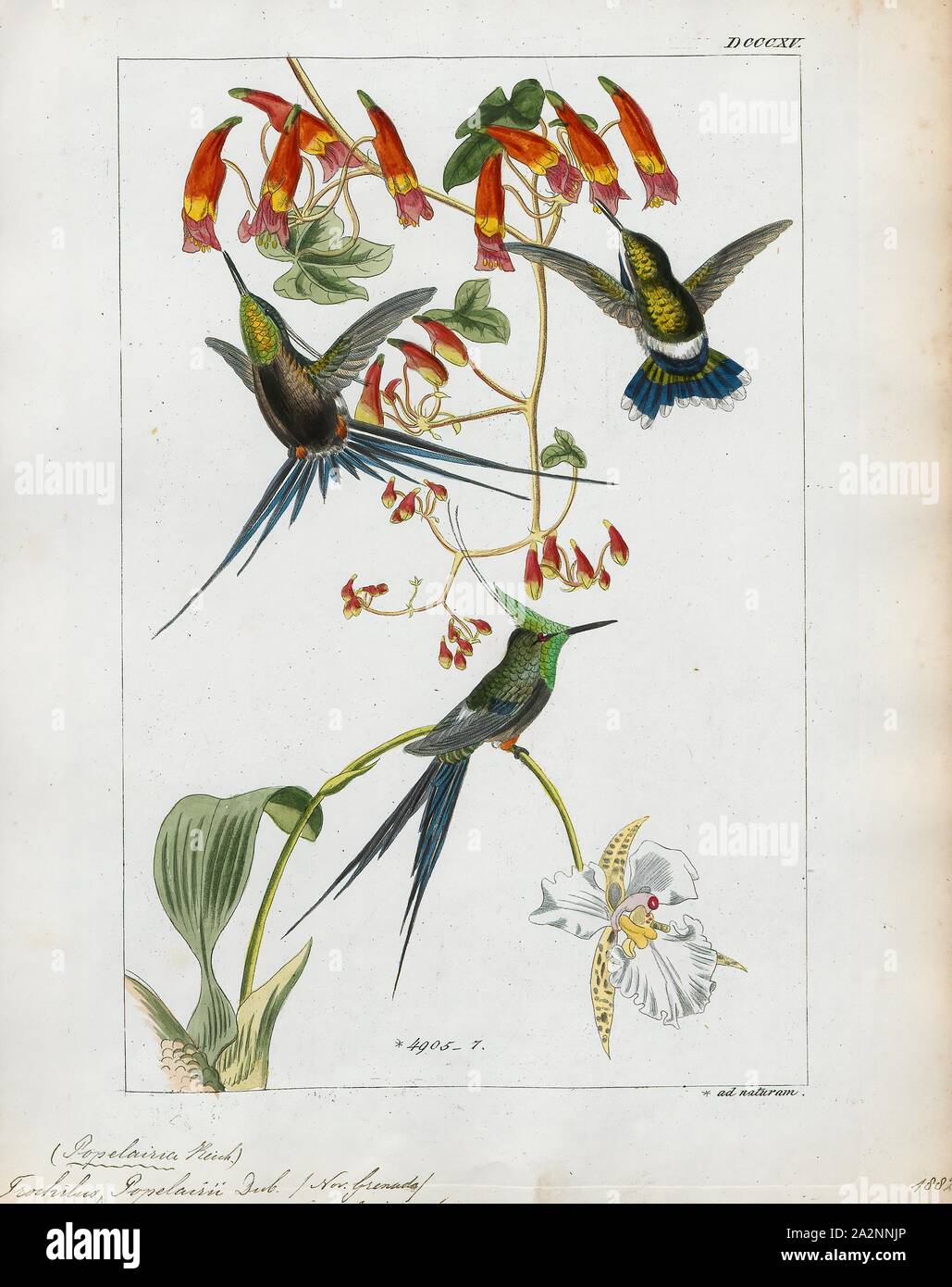 Trochilus popelairii hi-res stock photography and images - Alamy