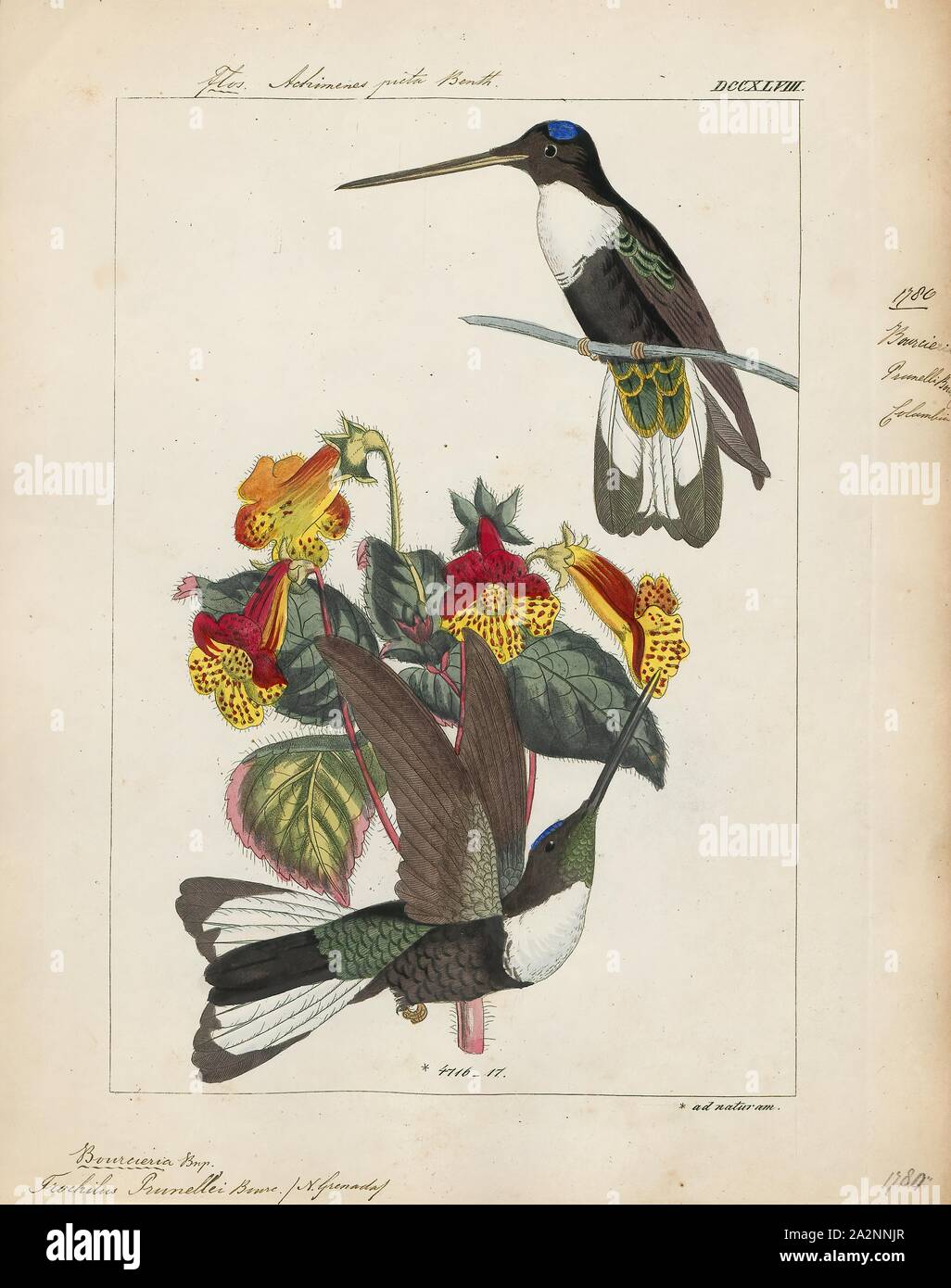 Trochilus prunellei hi-res stock photography and images - Alamy