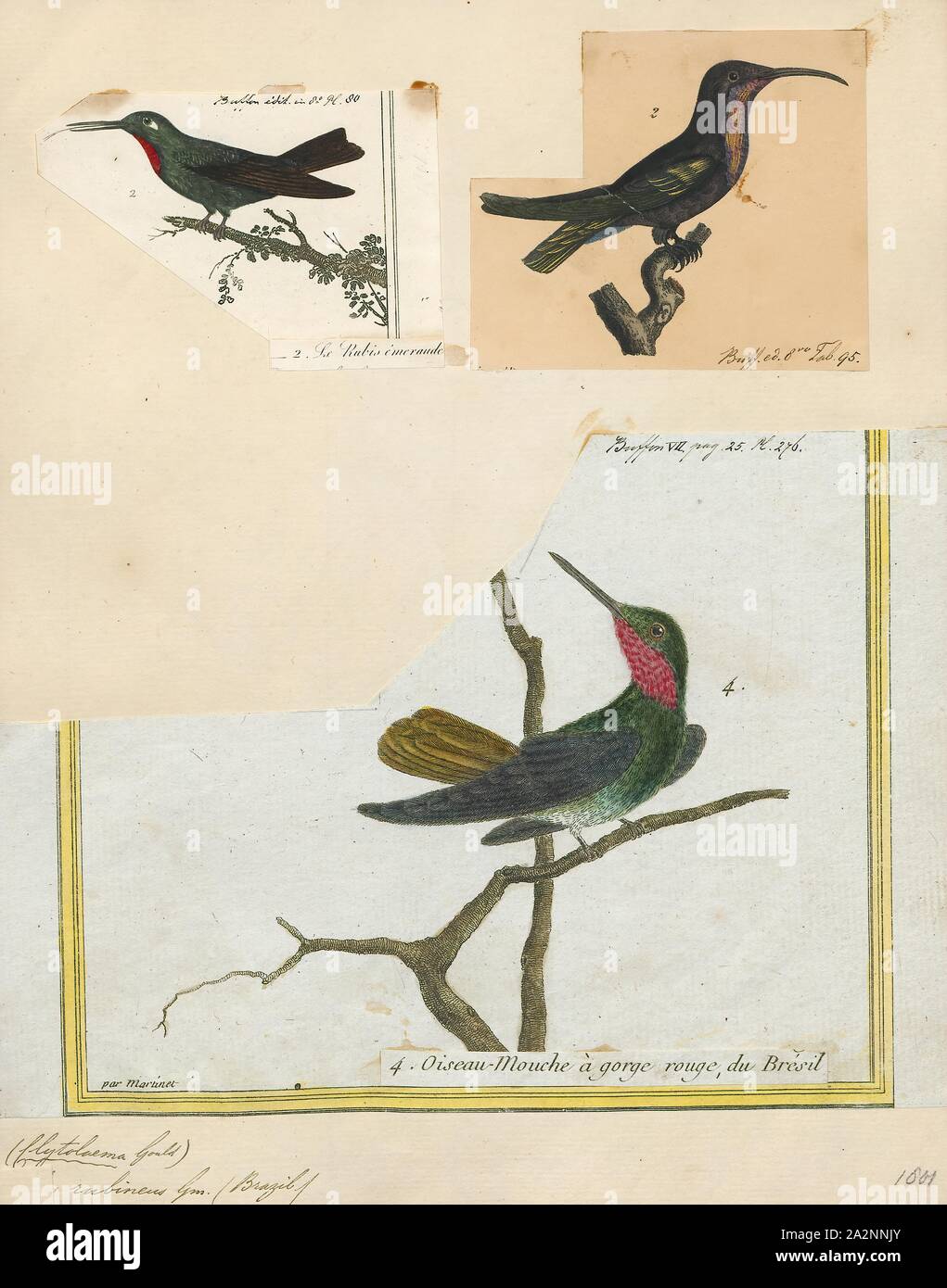 Trochilus rubineus hi-res stock photography and images - Alamy