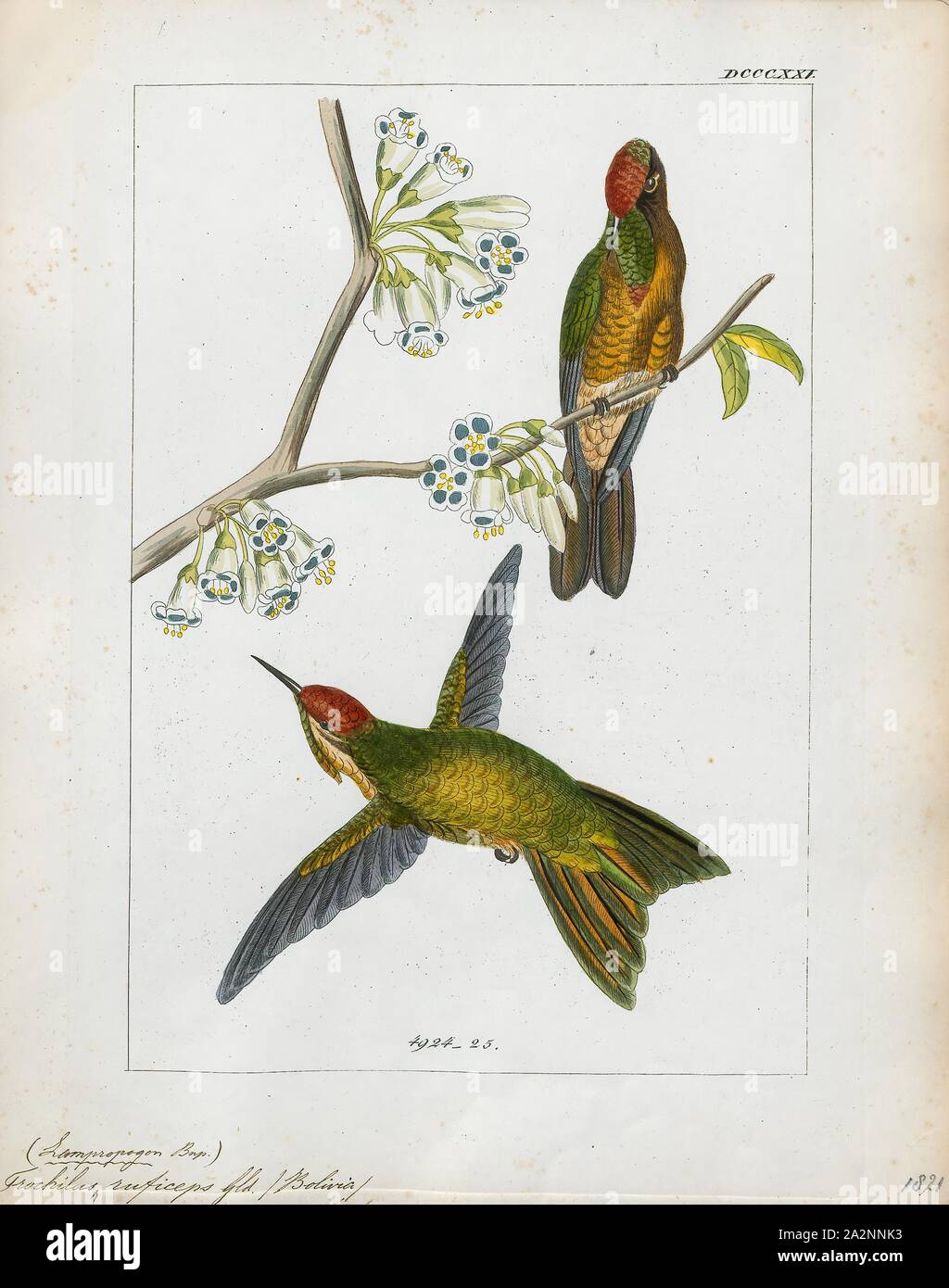 Trochilus ruficeps, Print, Streamertail, The streamertails are ...