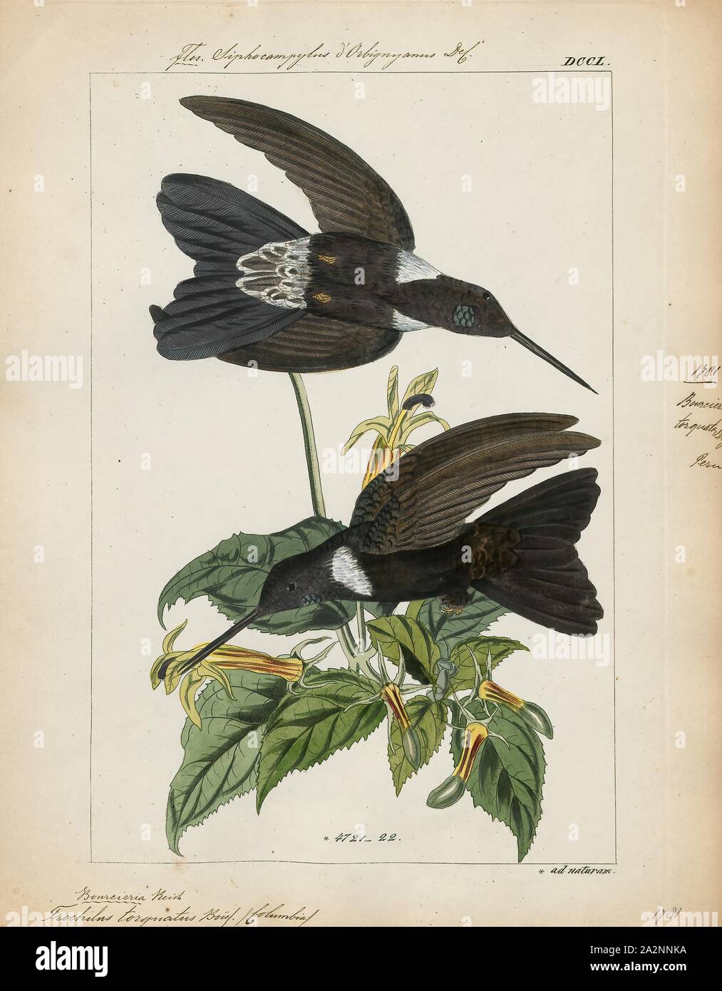 Torquatus type hi-res stock photography and images - Alamy