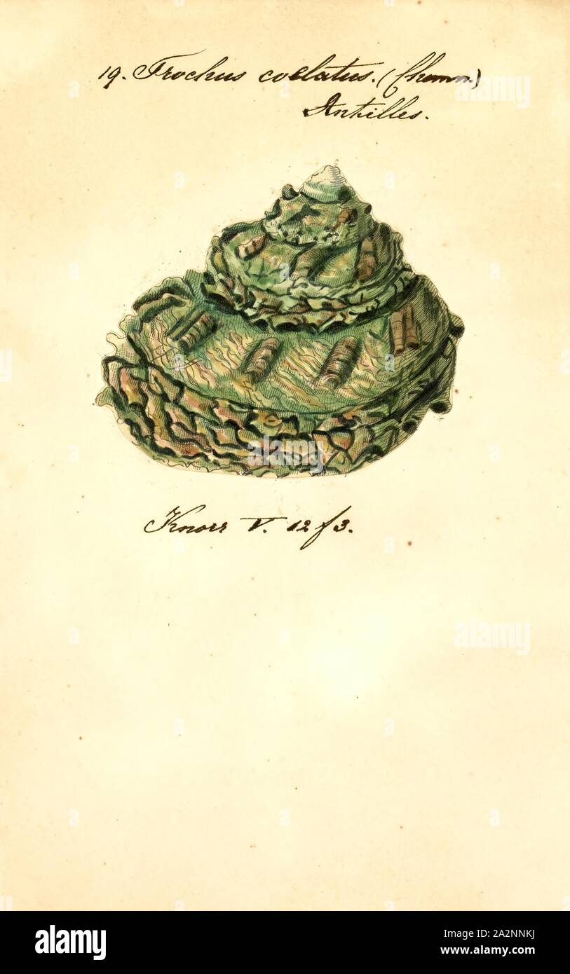 Trochus sea shells hi-res stock photography and images - Alamy