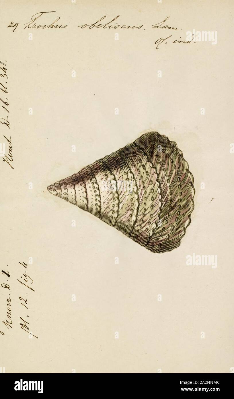 Trochus obeliscus, Print, Trochus is a genus of medium-sized to large ...