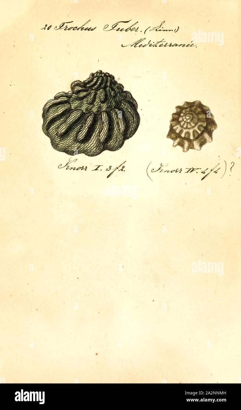 Trochus sea shells hi-res stock photography and images - Alamy