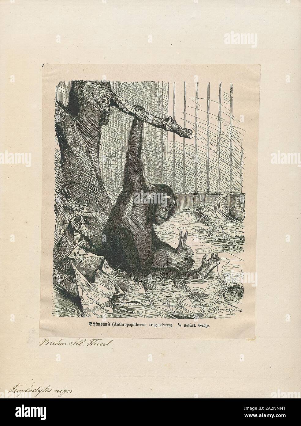 Troglodytes niger hi-res stock photography and images - Alamy