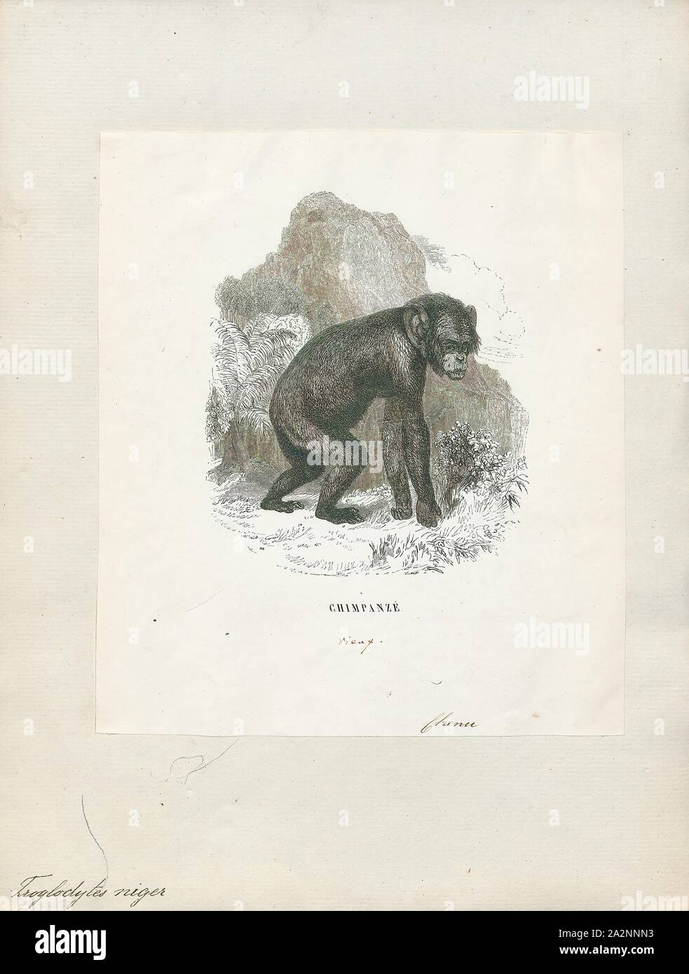 Troglodytes niger hi-res stock photography and images - Alamy