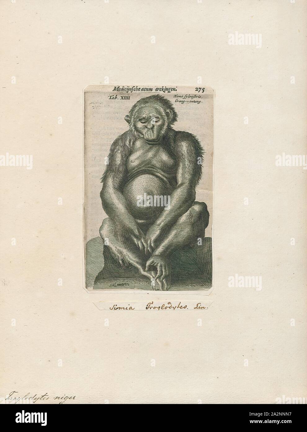 Troglodytes niger hi-res stock photography and images - Alamy