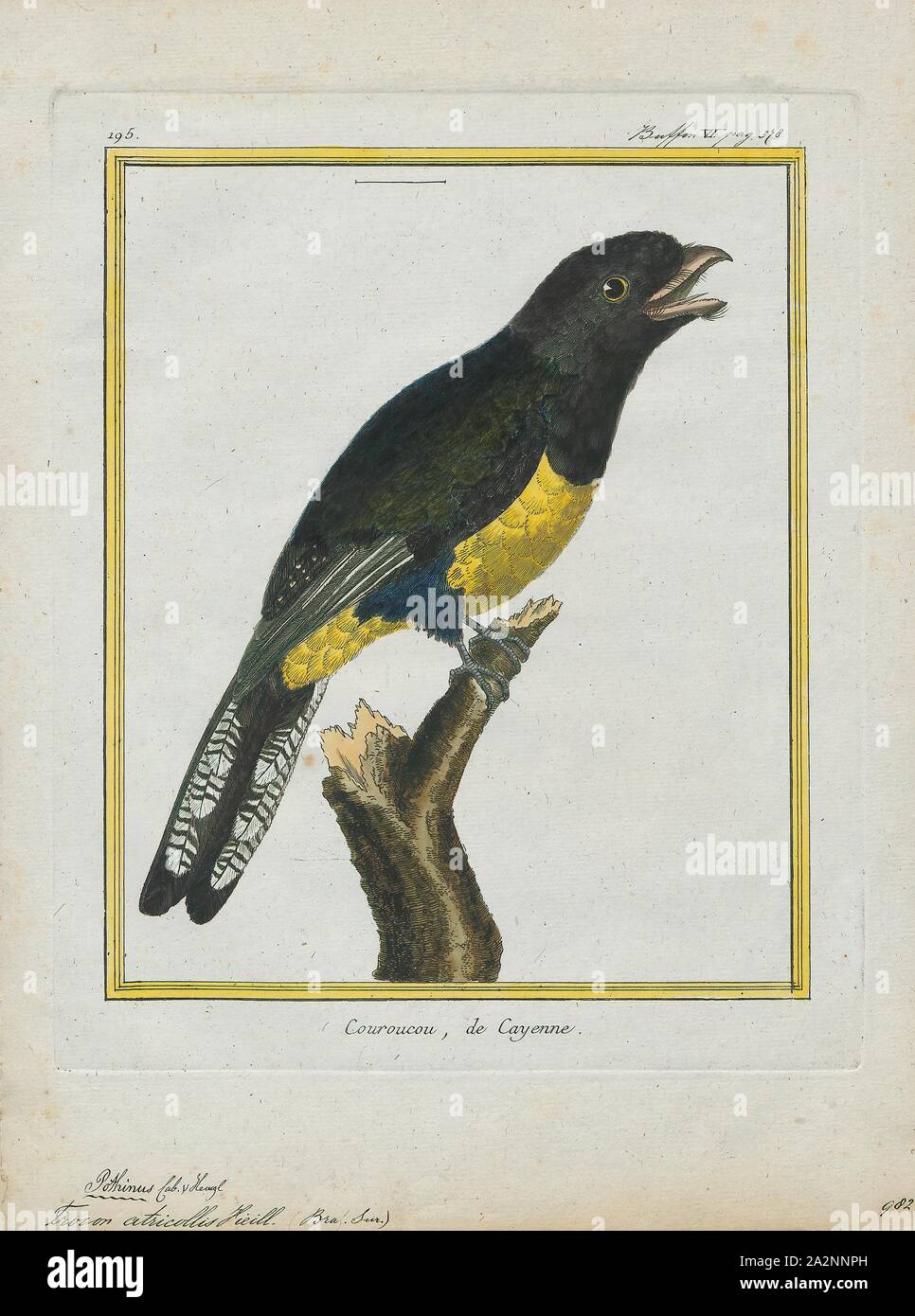 Seven genera hi-res stock photography and images - Alamy