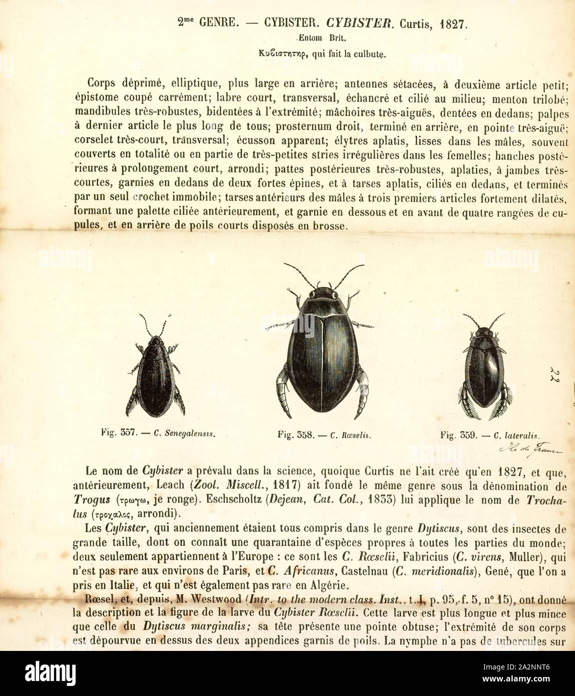 Trogus hi-res stock photography and images - Alamy