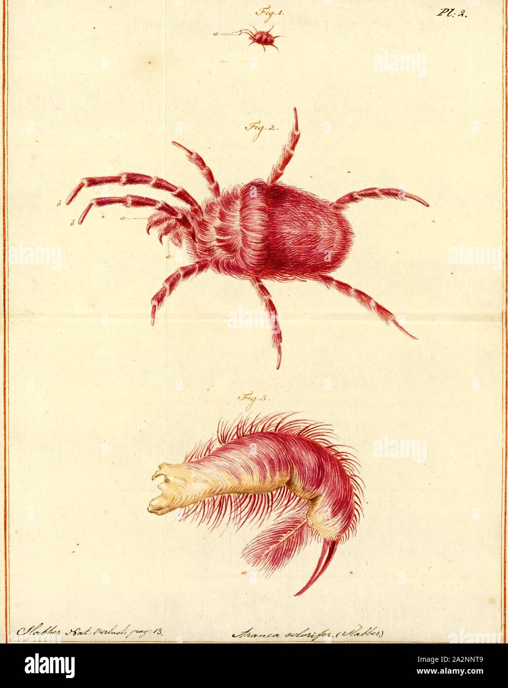 Trombidium, Print, Trombidium is a genus of mite with about 30 ...