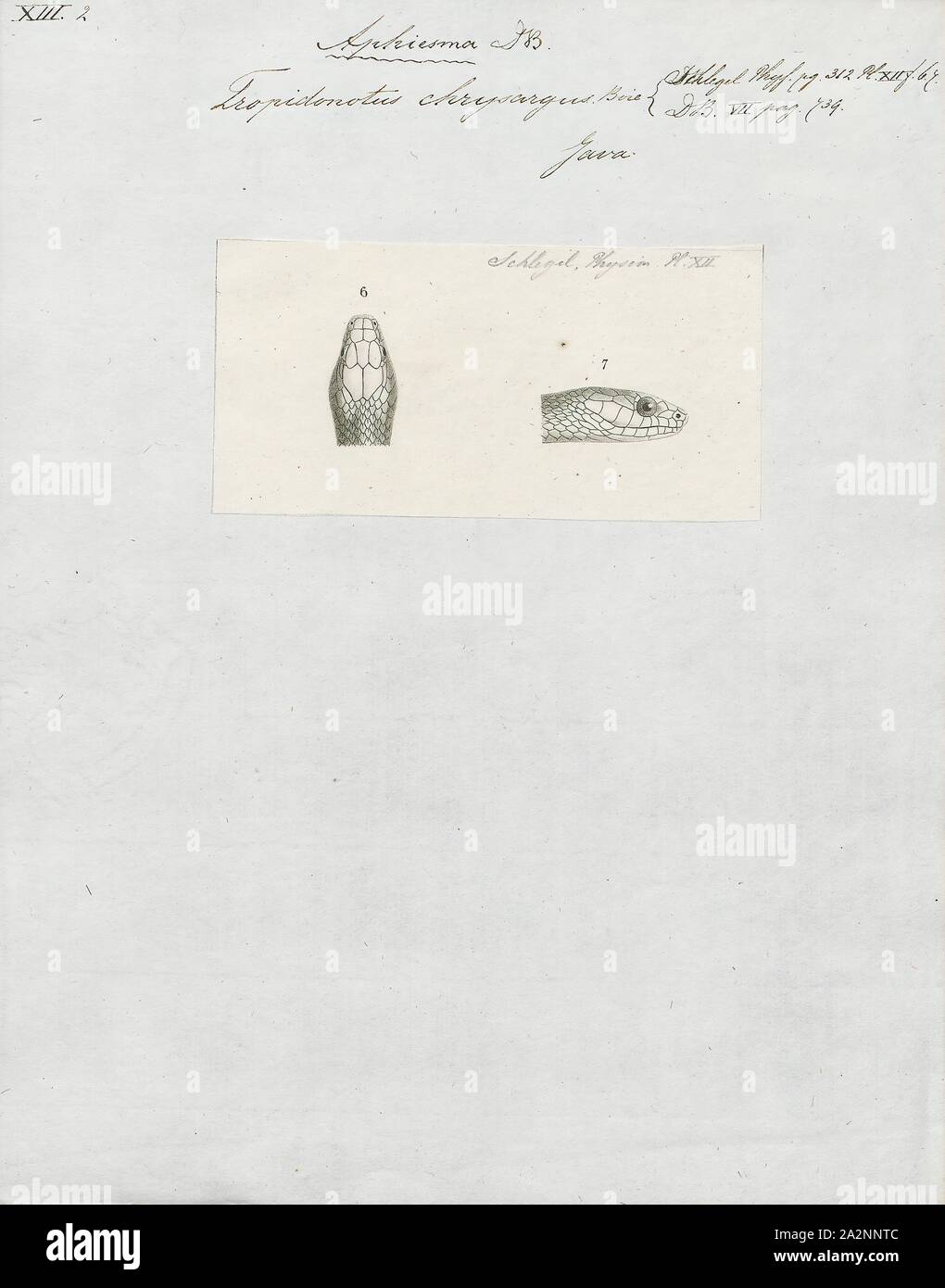 Tropidonotus chrysargus, Print, head Stock Photo - Alamy