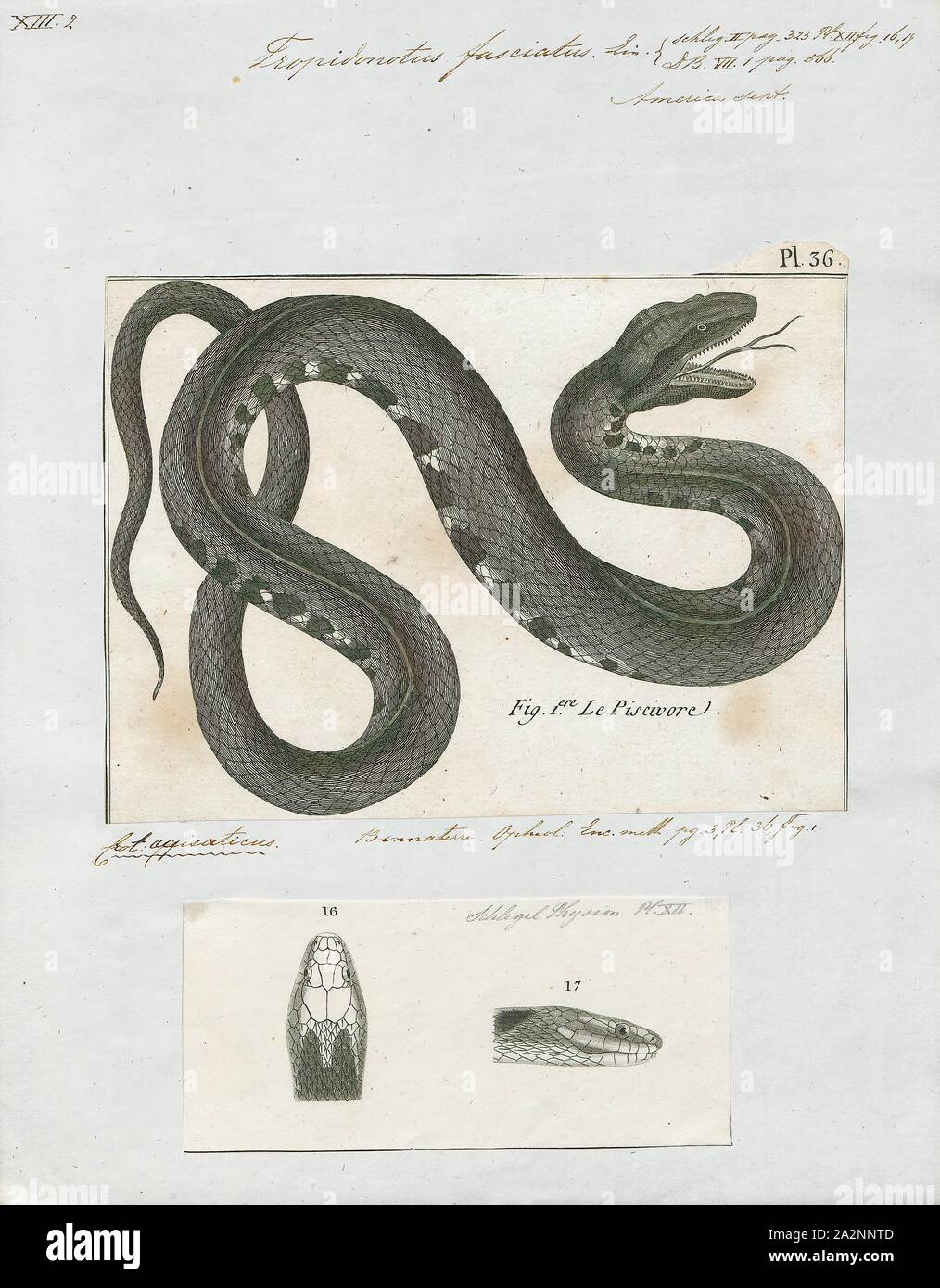 Tropidonotus fasciatus, Print, The banded water snake or southern water ...