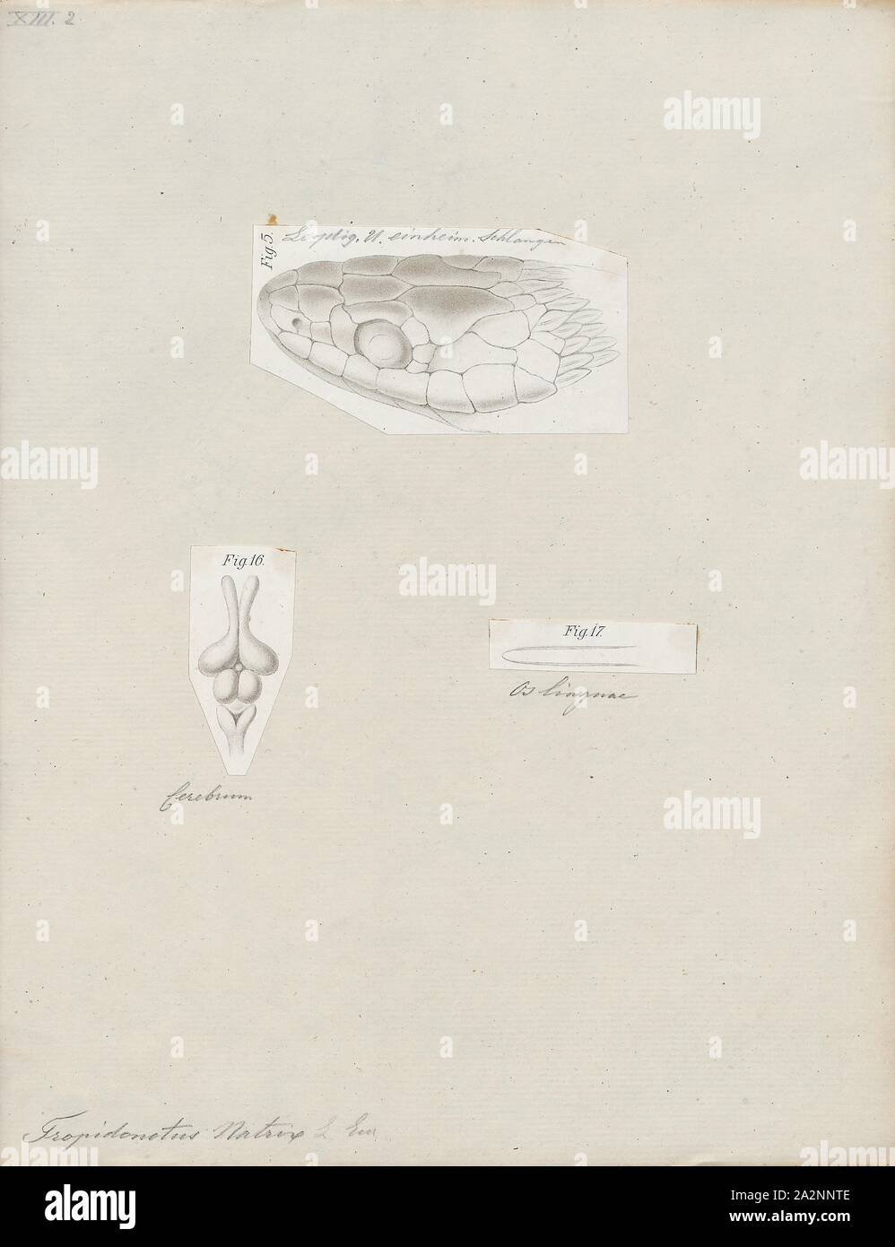 Tropidonotus natrix, Print, The grass snake (Natrix natrix), sometimes ...