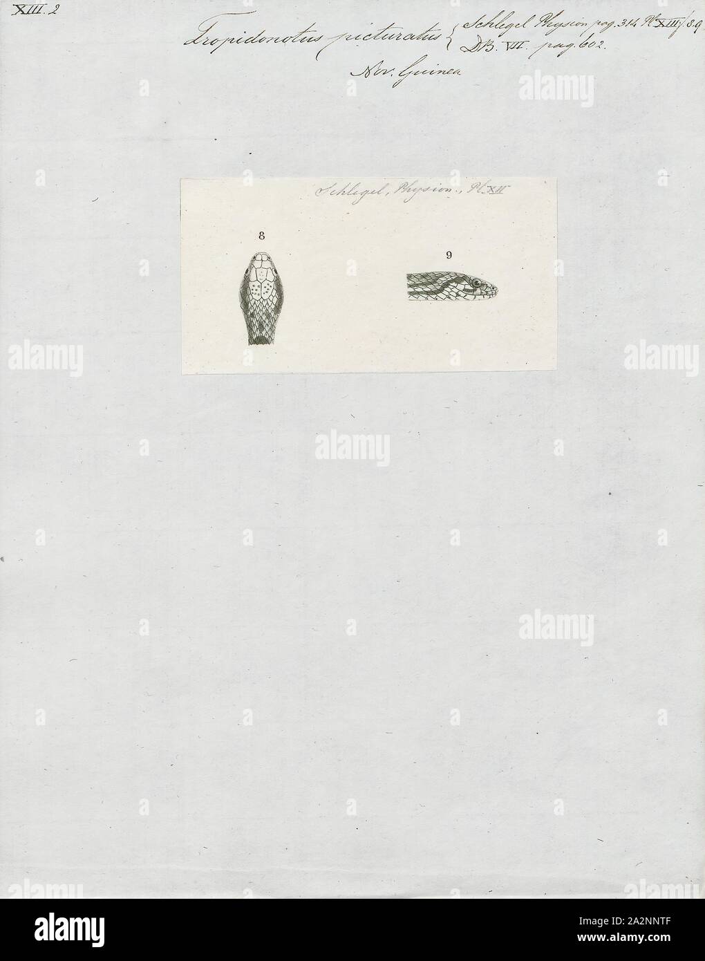 Tropidonotus picturatus, Print, head Stock Photo - Alamy