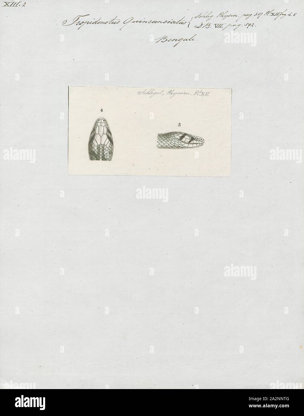 Tropidonotus quincunciatus, Print, head Stock Photo - Alamy