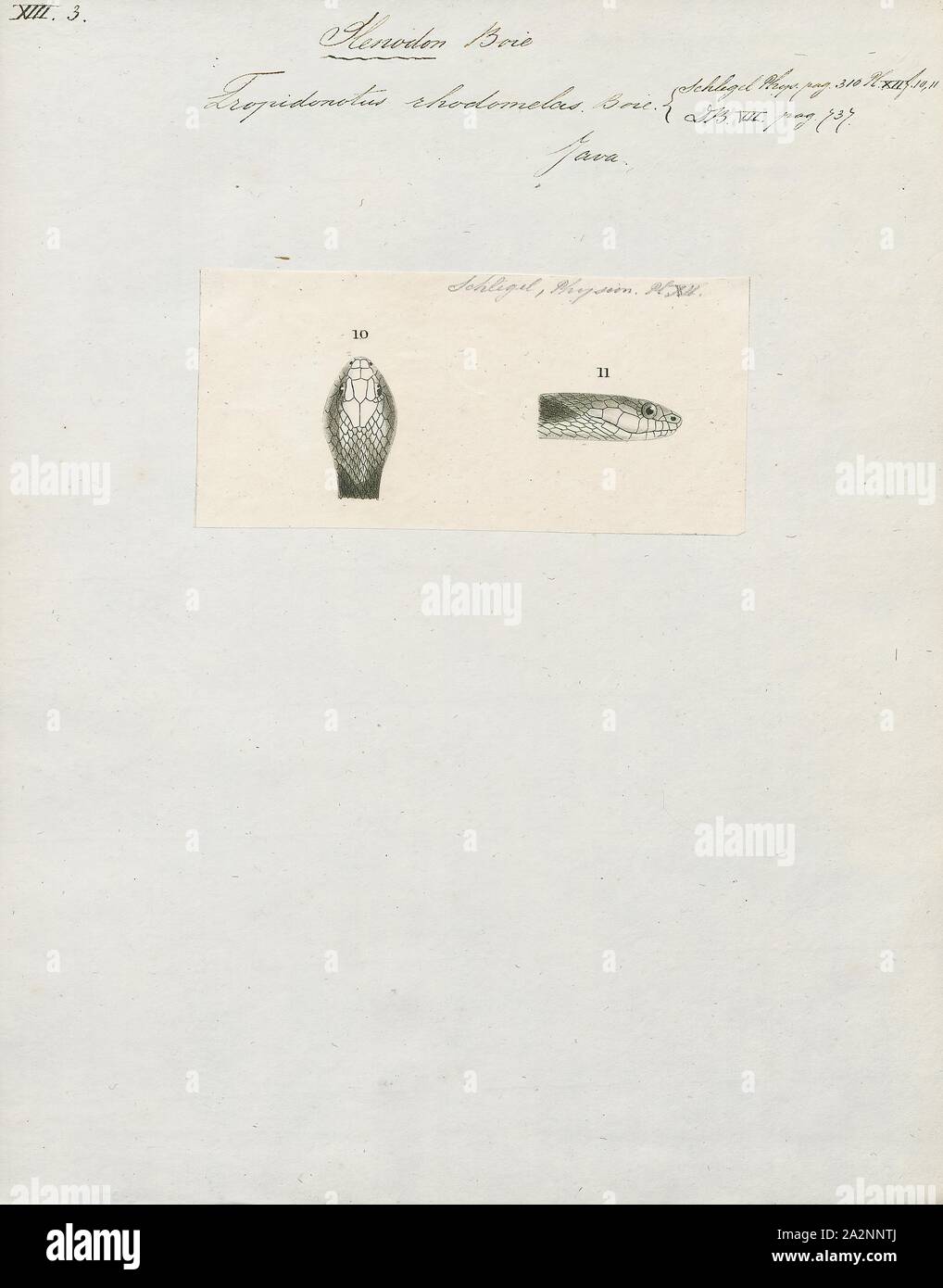 Tropidonotus rhodomelas, Print, head Stock Photo - Alamy