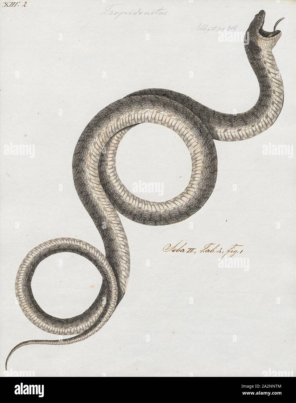 Tropidonotus spec., Print, 1700-1880 Stock Photo - Alamy