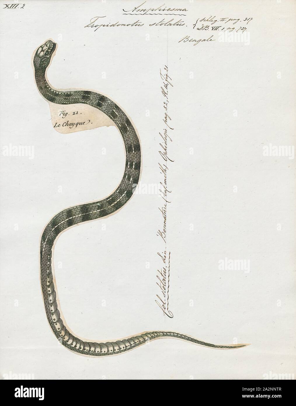 Stolatum hi-res stock photography and images - Alamy