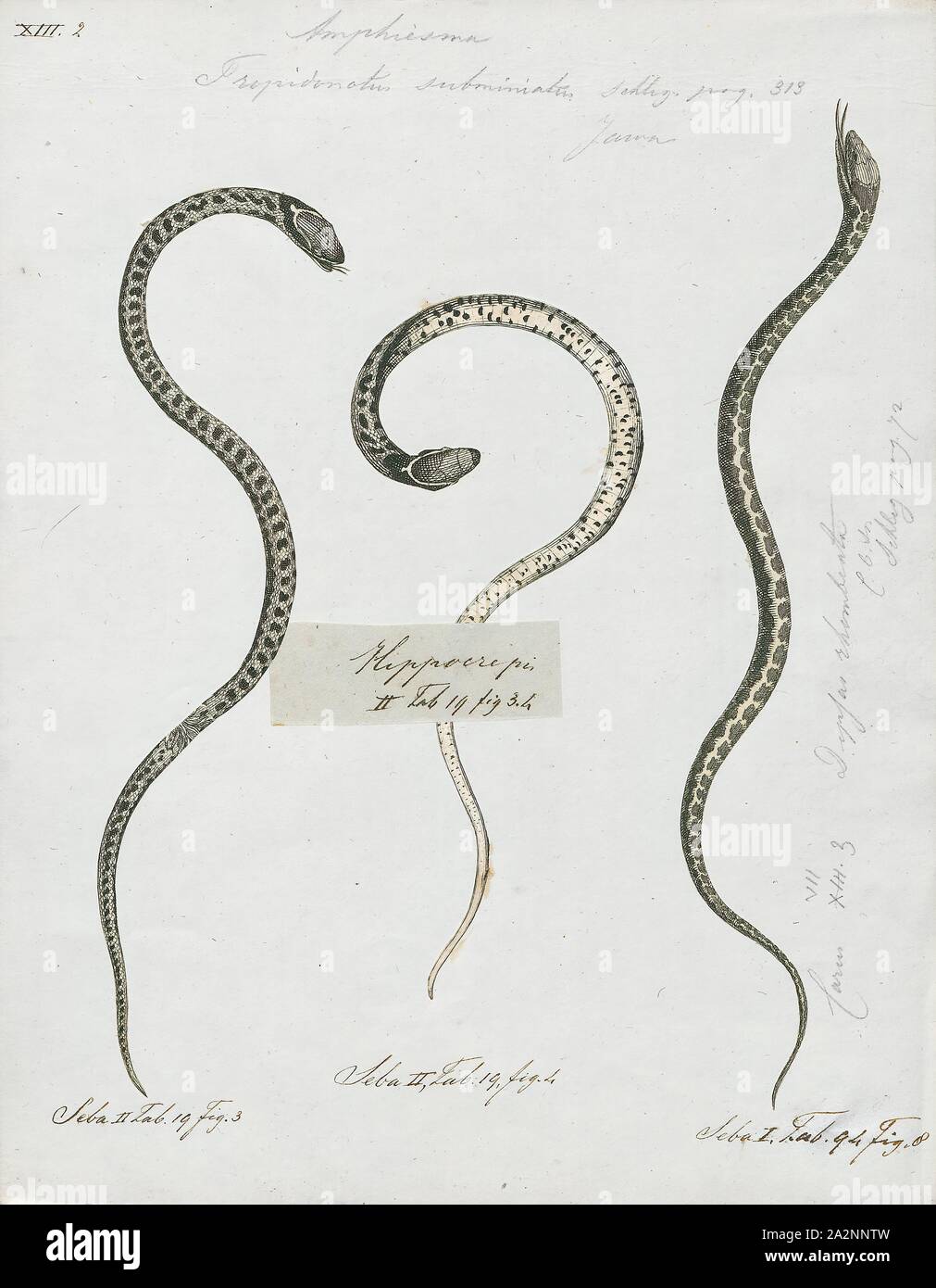 Tropidonotus subminiatus, Print, 1700-1880 Stock Photo - Alamy