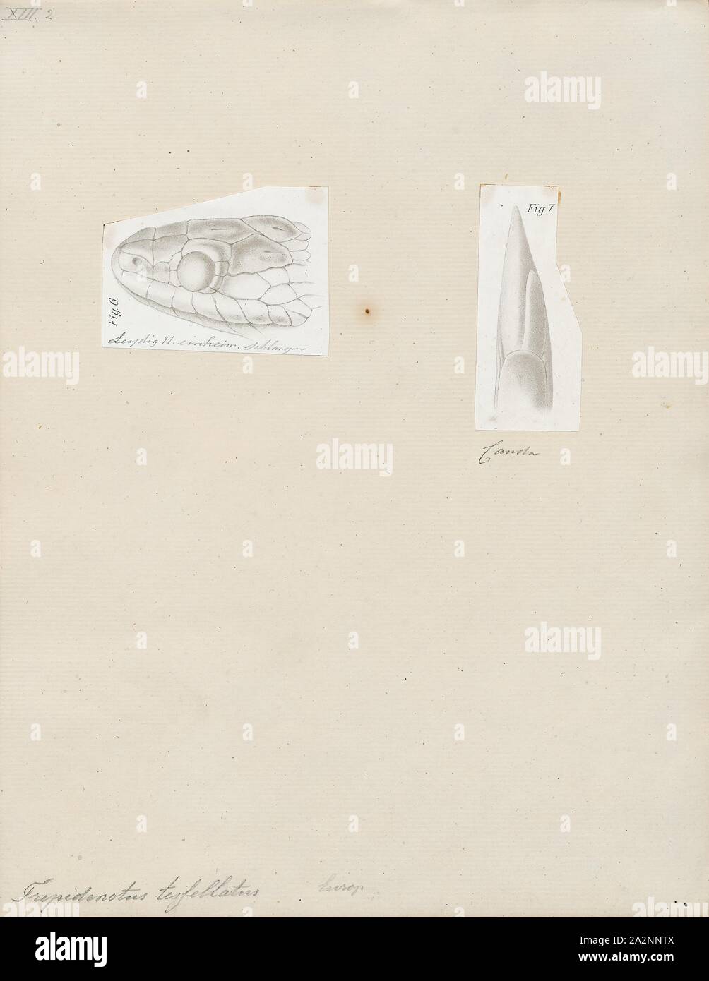 Tropidonotus tessalatus hi-res stock photography and images - Alamy