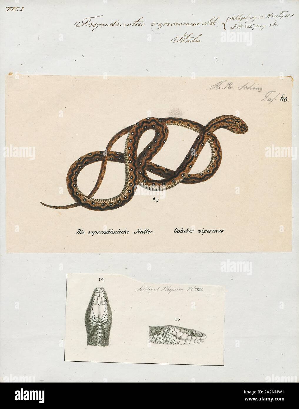 Tropidonotus viperinus, Print, 1700-1880 Stock Photo - Alamy