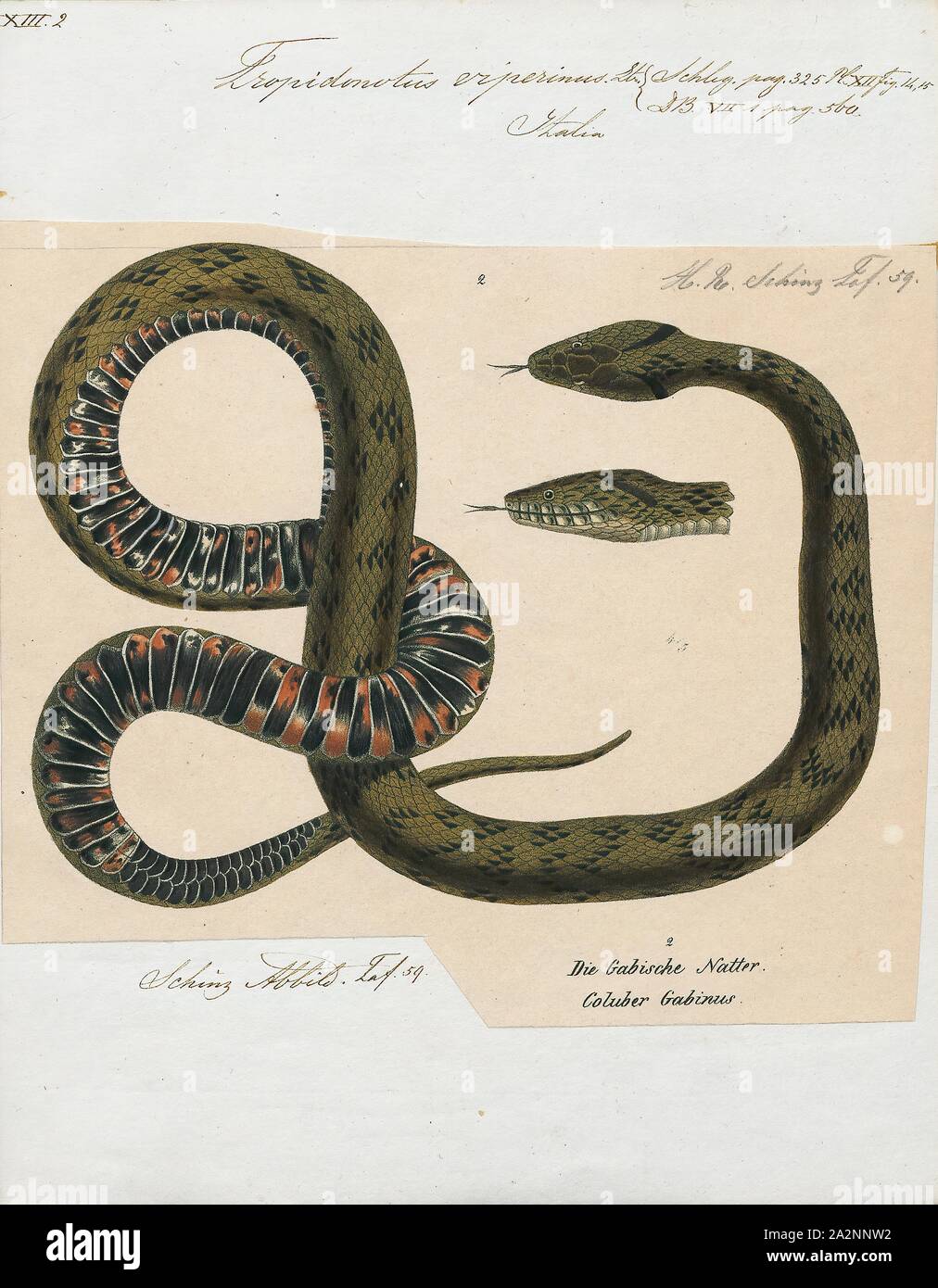 Tropidonotus viperinus, Print, 1700-1880 Stock Photo - Alamy