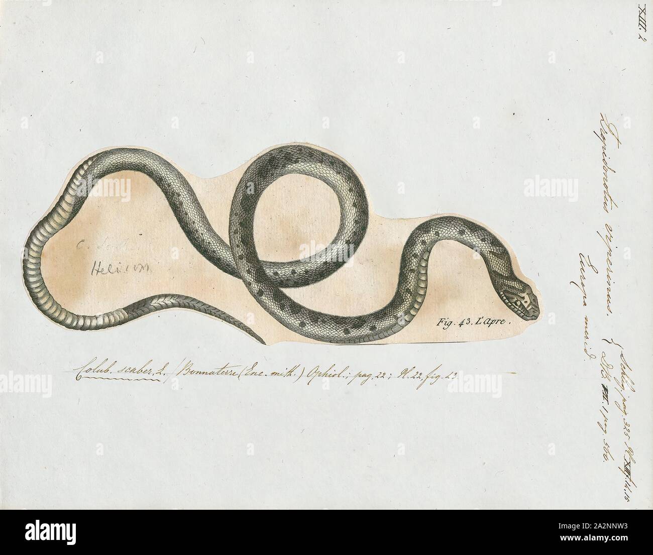 Tropidonotus viperinus, Print, 1700-1880 Stock Photo - Alamy