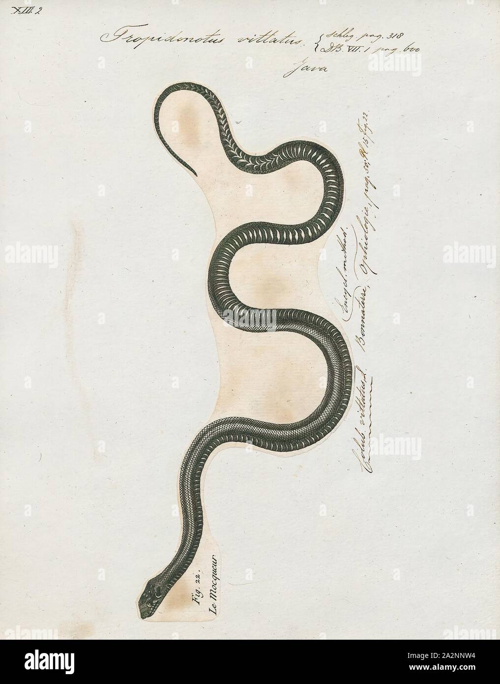 Tropidonotus vittatus, Print, 1700-1880 Stock Photo - Alamy