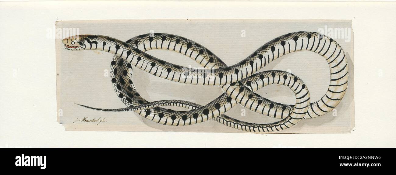 Tropidonotus vittatus, Print, 1753-1834 Stock Photo - Alamy