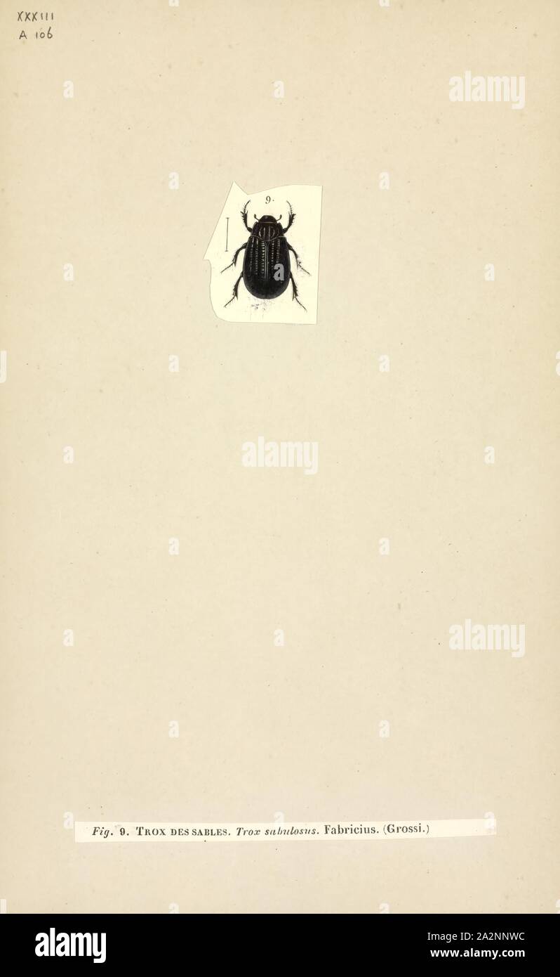 Trox, Print, Trox is a genus of beetles of the Family Trogidae Stock ...