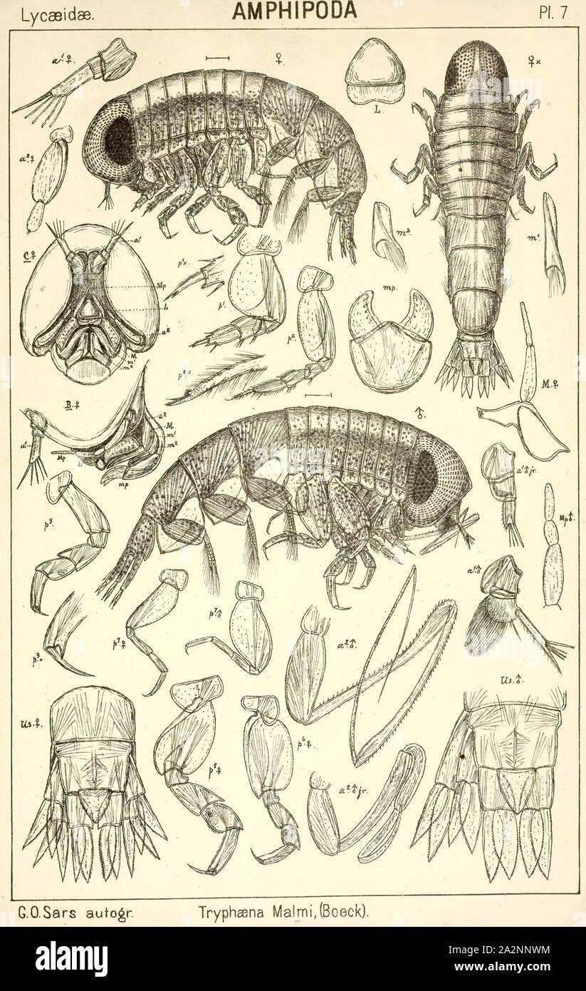 Tryphaena hi-res stock photography and images - Alamy