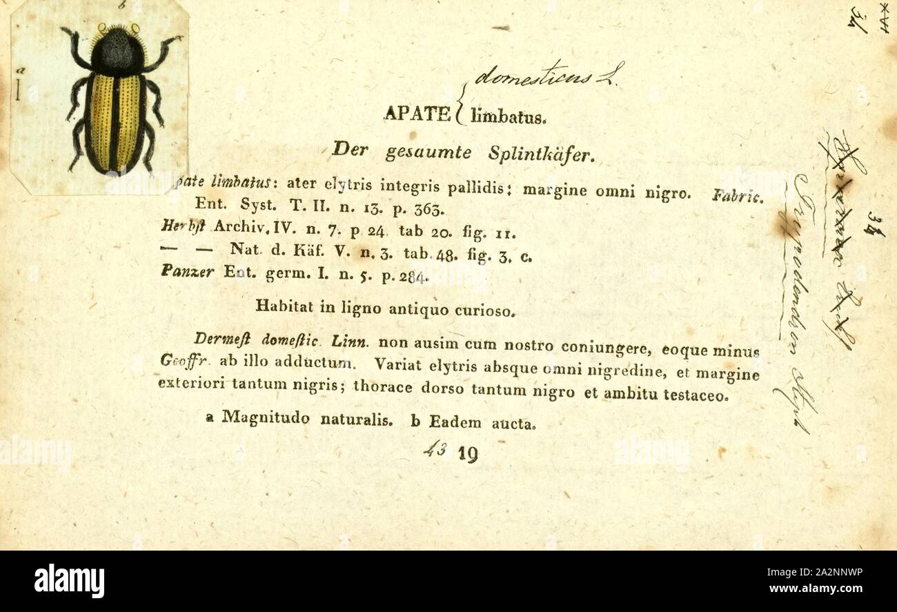 Trypodendron hi-res stock photography and images - Alamy