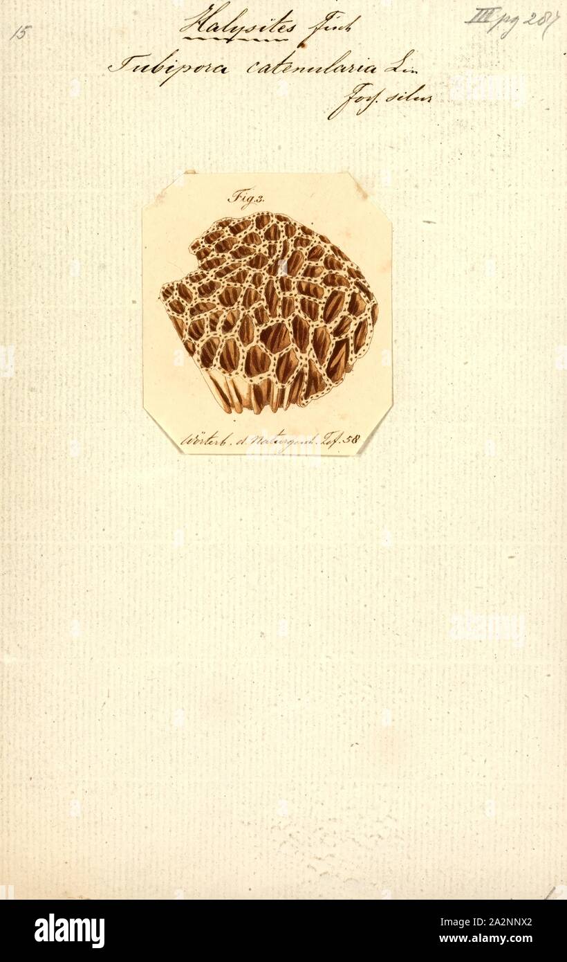 Tubipora catenularia hi-res stock photography and images - Alamy