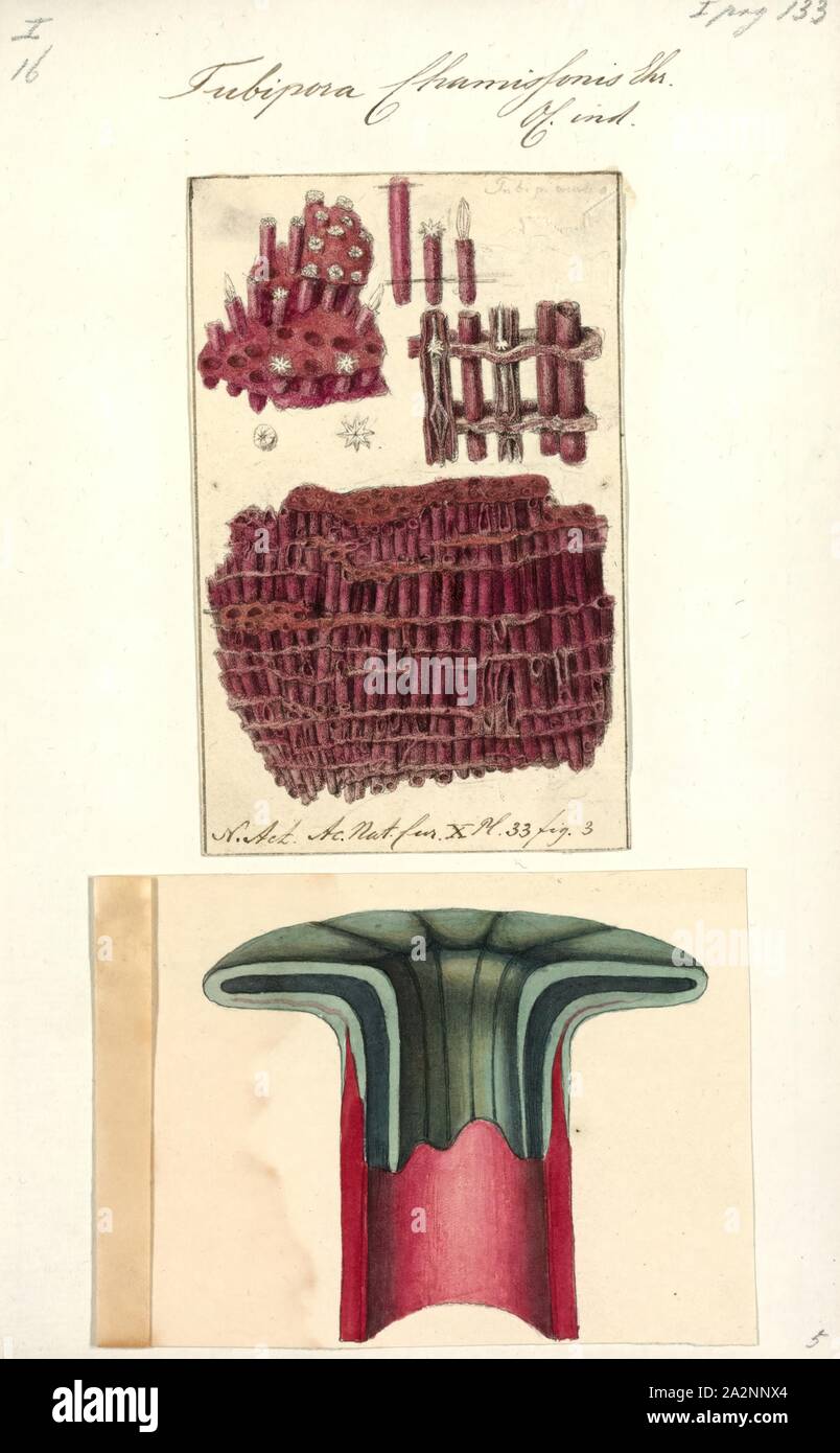 Monotypic family tubiporidae hi-res stock photography and images - Alamy