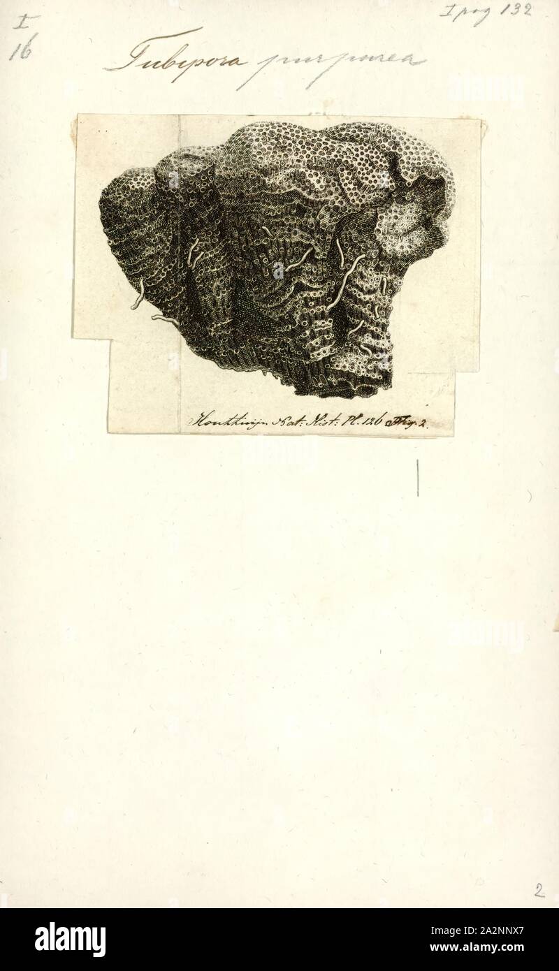 Tubipora purpurea, Print, Tubipora is a genus of soft coral. It is the ...