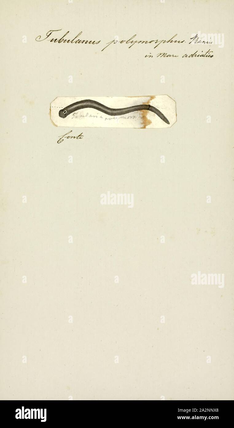 Ribbon worm and ocean hi-res stock photography and images - Alamy