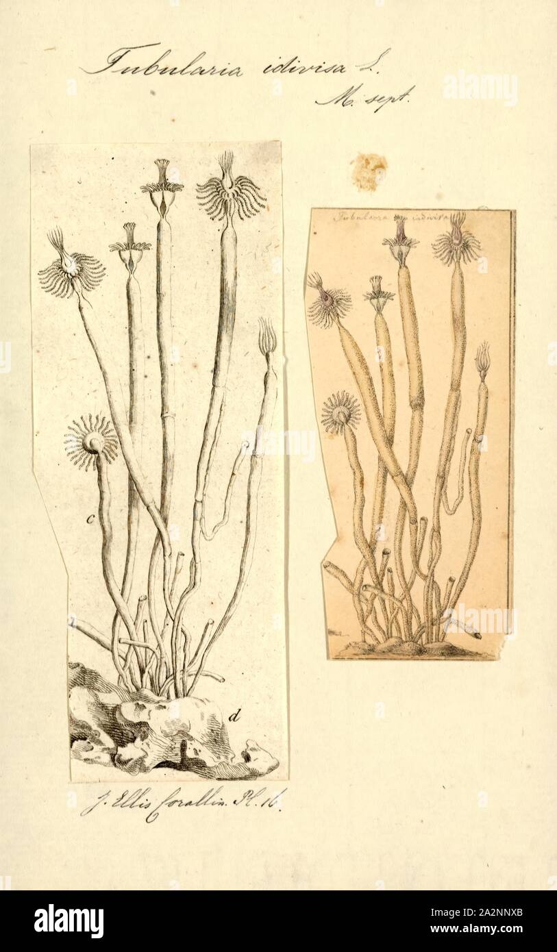 Large hydroid native hi-res stock photography and images - Alamy