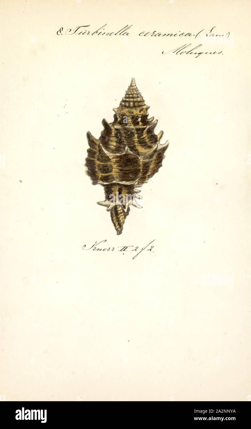 Turbinella ceramica, Print, Turbinella is a genus of very large sea ...