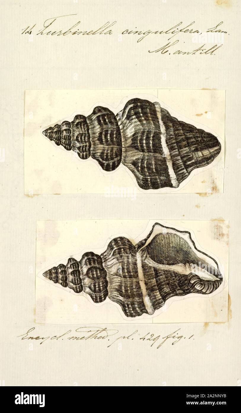 Turbinella cingulifera, Print, Turbinella is a genus of very large sea ...