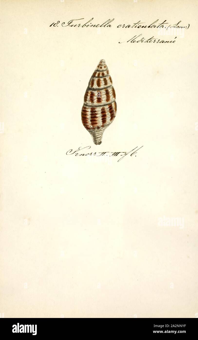 Turbinella craticulata, Print, Turbinella is a genus of very large sea ...