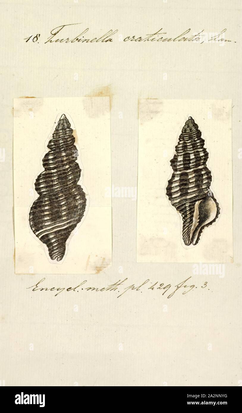 Turbinella craticulata, Print, Turbinella is a genus of very large sea ...