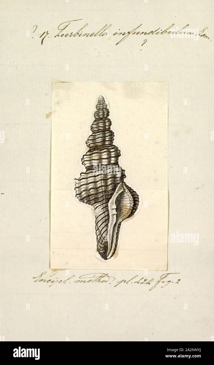 Turbinella infundibulum, Print, Turbinella is a genus of very large sea ...