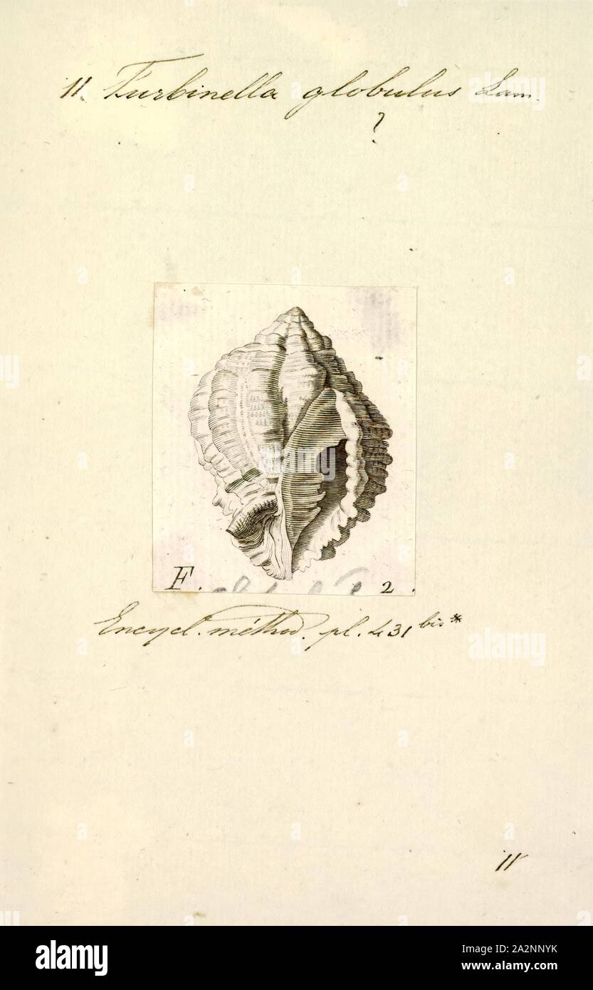 Turbinella globulus, Print, Turbinella is a genus of very large sea ...