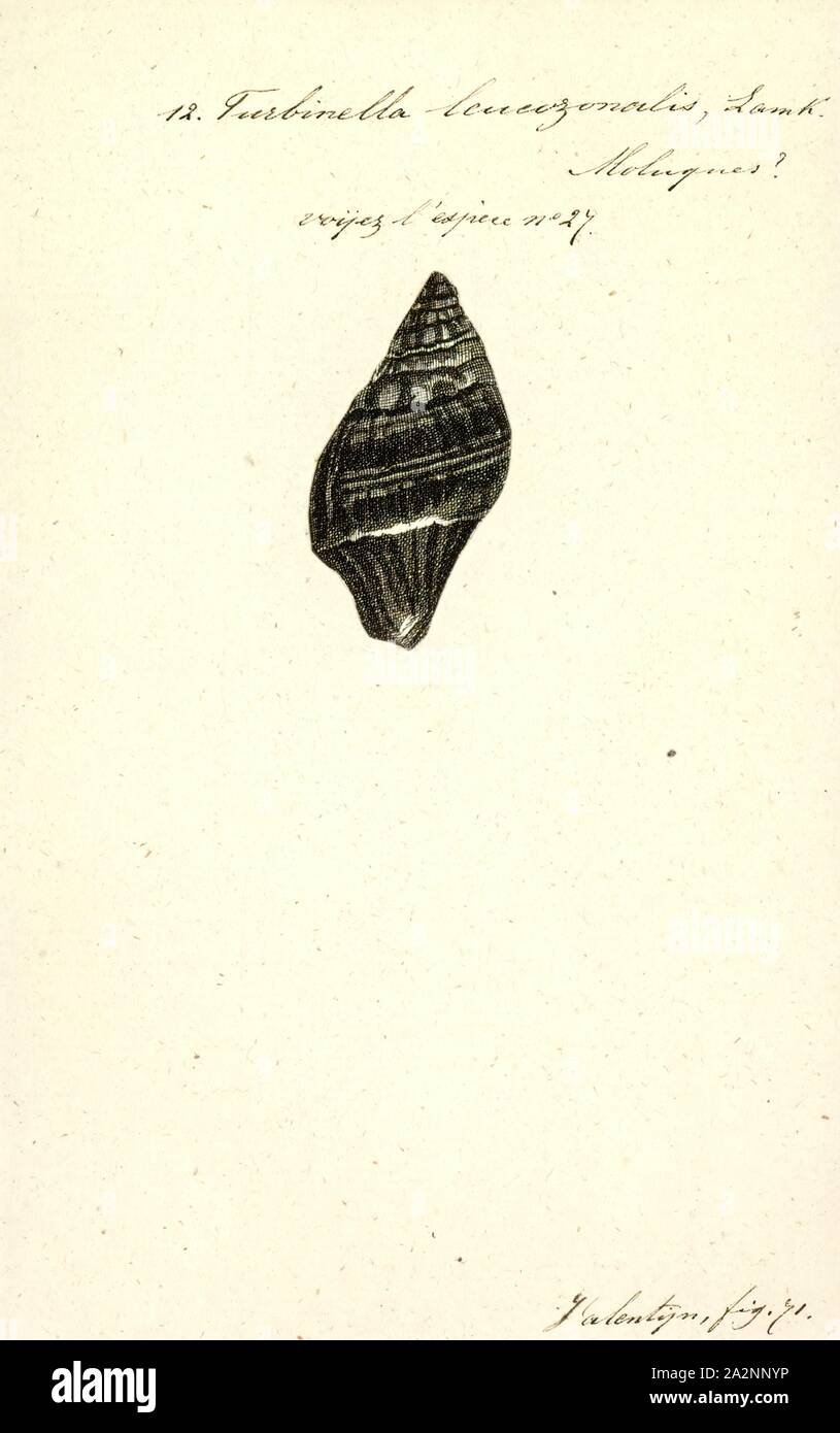 Turbinella leucozonalis, Print, Turbinella is a genus of very large sea ...